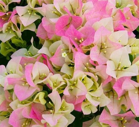 Buy Bougainvillea Thai Delight Online