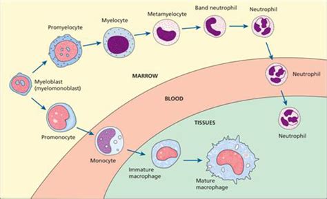 Metamyelocyte Vs Monocyte