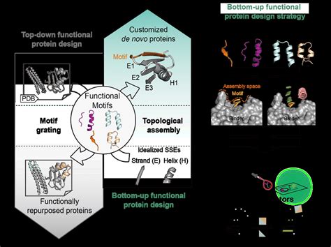 Bottom Up Design Of Functional De Novo Proteins A Two Conceptual Download Scientific Diagram