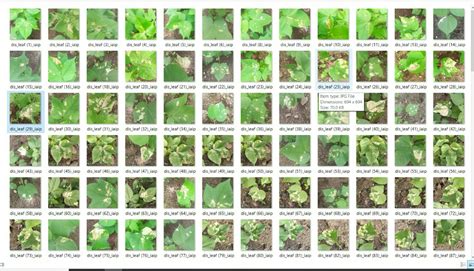 Cotton Plant Disease Detection Using Machine Learning ~ Image Processing Based Disease Detection