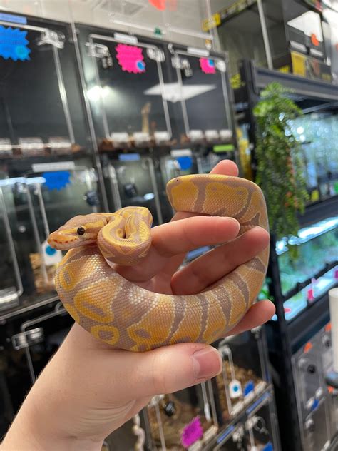 Banana Ball Python By Agocs Exotics Morphmarket
