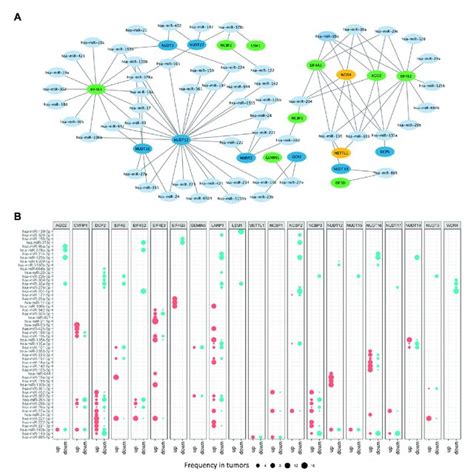 The Genetic Variations Of M7g Regulators Across Cancers A The Download Scientific Diagram