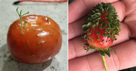 Leaves Cast Crescent Moon Like Shadows During A Solar Eclipse And Here