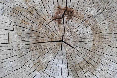 Stump Removal Cost In Average Prices Estimates