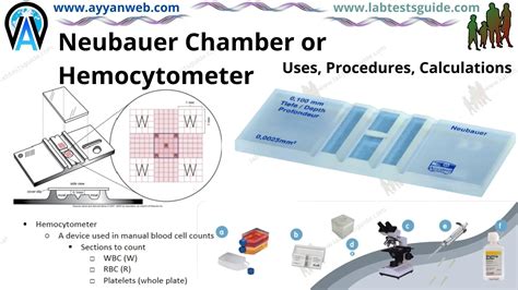 How To Count Cells With The Neubauer Counting Chamber 51 Off