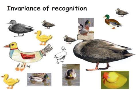 object recognition flashcards quizlet