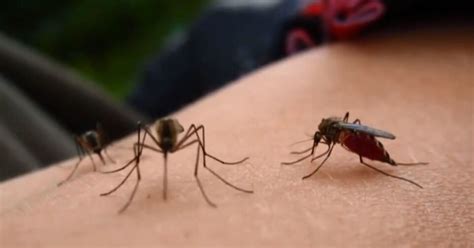 Як відлякати комарів дієві методи Читайте на Ukr Net