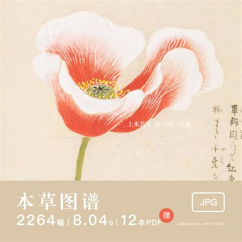 本草图谱｜高清电子日本岩崎常正彩绘药用草本植物图案艺术素材 虎窝淘