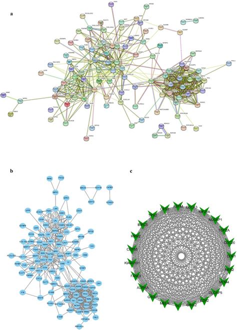 Protein Protein Interaction Ppi Network Complex And Modular Analysis Download Scientific