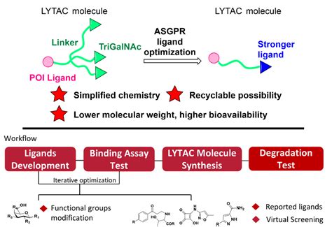 Asialoglycoprotein Receptor Asgpr Ligand Development For Lysosome