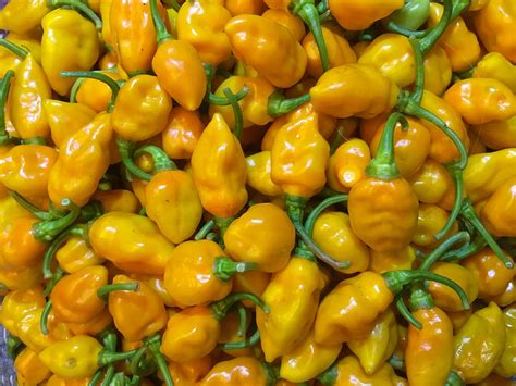 Trending Stories Published On What In The World Is A Datil Pepper Medium