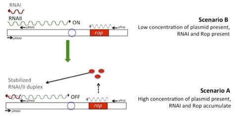 Origin Of Replication Sequence