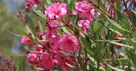 Por Qué Hay Adelfas En Las Autovías Beneficios Y Desventajas De Esta Planta Que Te Protege En