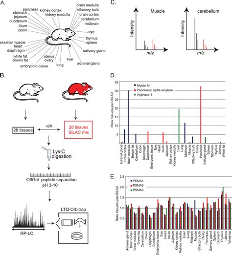 Proteomic Analysis Of Mouse Tissues A 28 Tissues Were Isolated From