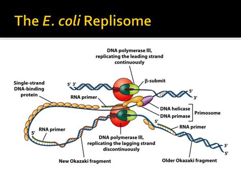 Ppt Chapter 10 Replication Of Dna And Chromosomes Powerpoint