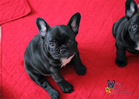 Щенки французского бульдога
