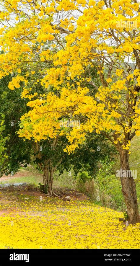 Poui Tree In Bloom Yellow And Pink Flowers Stock Photo Alamy