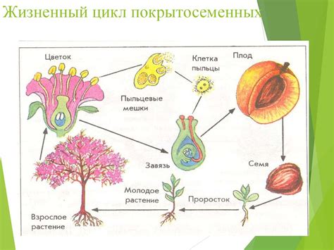 Жизненный цикл голосеменных и покрытосеменных растений презентация онлайн