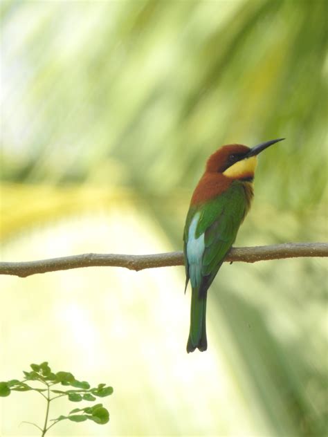 Merops Leschenaulti Vieillot