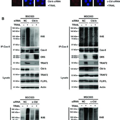 Cbl B And C Cbl Were The Targets Of Mir 141 In Gastric Cancer Cells