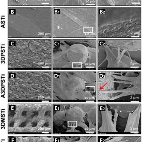 cell morphology on titanium scaffold habmscs in the sti a asti