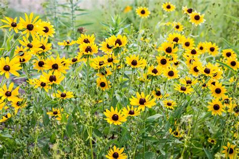 Where To Buy Black Eyed Susan Plants Projects Linguistics