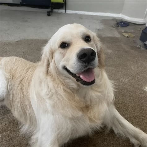 Lucataco SD3 5 Large Queso Hugging Face