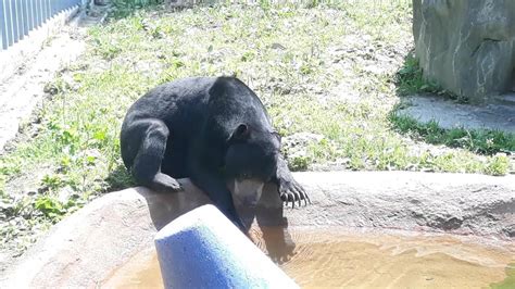 서울대공원 폰드에서 앞발로 씻는 말레이곰 꼬마 Youtube