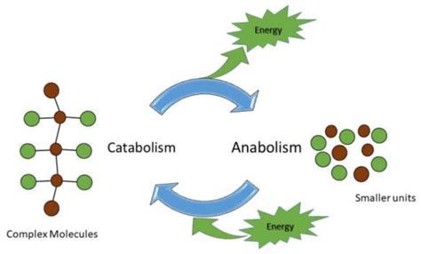 Metabolic Pathways Metabolism Refers To The Sum Of All The Chemical