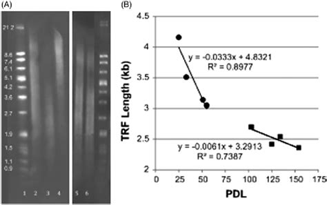 A Terminal Restriction Fragment Trf Lengths Of Arpe 19 Cells At Download Scientific Diagram