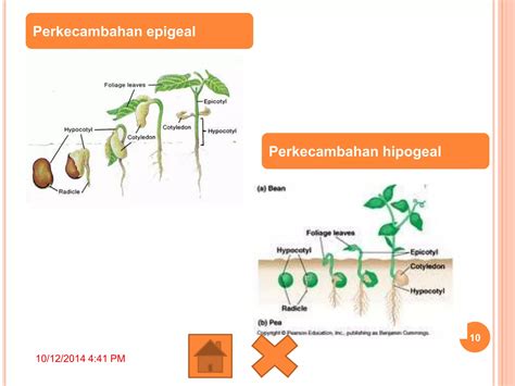 Perkembangan tumbuhan | PPTX
