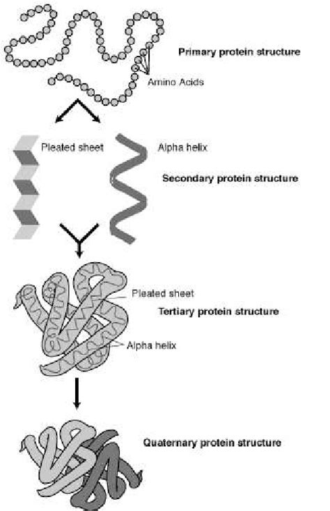 figure 1 from protein structure comparison through fuzzy contact maps