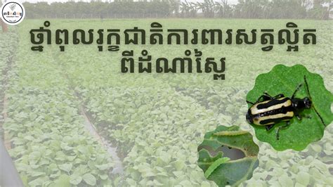 ចំណេះដឹងទូទៅ នាទីកសិកម្ម Kaksekam Time