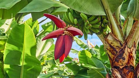 Una Guida Per Coltivare Le Piante Di Banano Nano In Vaso A Casa