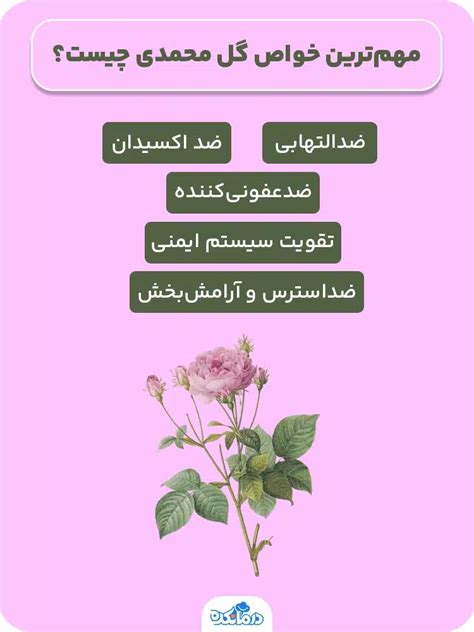 خواص گل محمدی چیست؟ بهترین خوراکی برای درمان یبوست؟ درمانکده