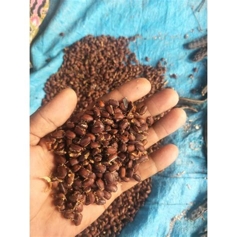 Biji Pohon Trembesi 1 Kg Biji Mindhik Lazada Indonesia