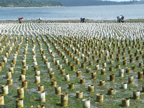 Protect Our Shoreline News Burley Lagoon Pierce County Issues