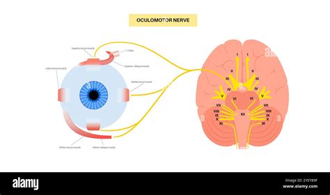 Illustration Of The Oculomotor Nerve Anatomy In The Human Brain The