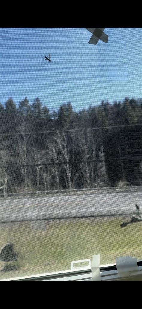 Attention Not A Drill Wasp Stuck Between Window And Screen Rwasps