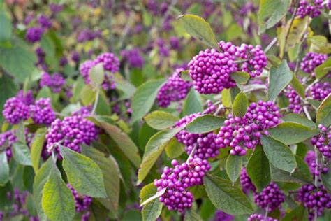 How To Grow Callicarpa Hayloft