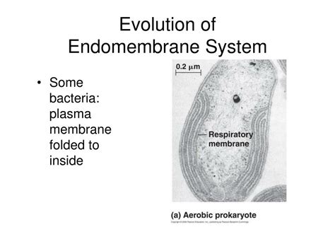 Ppt Protist Evolution Powerpoint Presentation Free Download Id599693