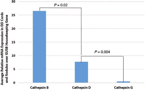 Average Relative Expression Of Mrna Transcripts Of Cathepsins B D And Download Scientific
