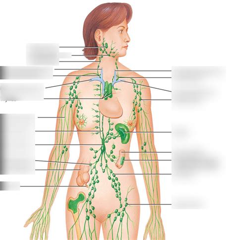 Lymphatic System Diagram Quizlet