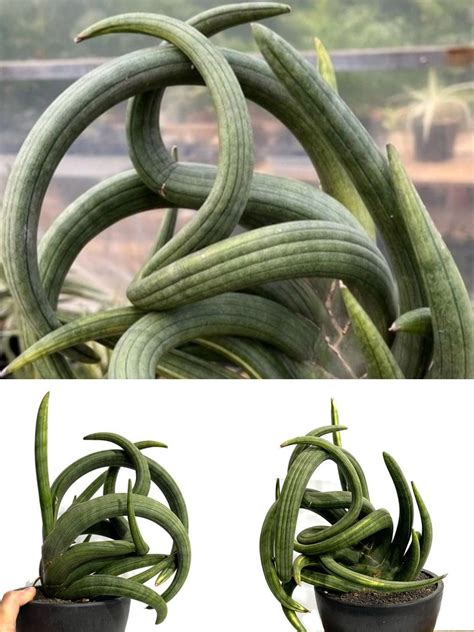 Sansevieria mutomo – Artofit