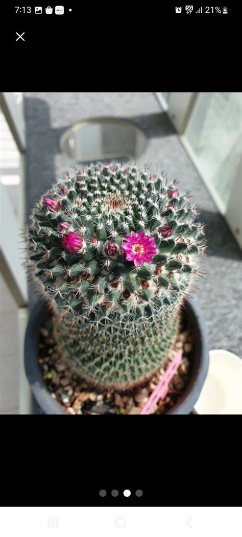 꽃피는선인장도있나요 선인장에대해 궁금합니다 지식in