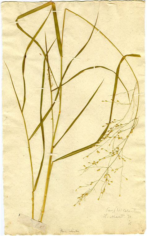 Linnean Herbarium S Linn Panicum Coloratum L