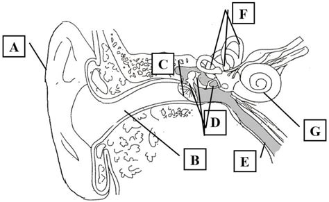 Intro To CSD Exam Ear Labeling Diagram Quizlet