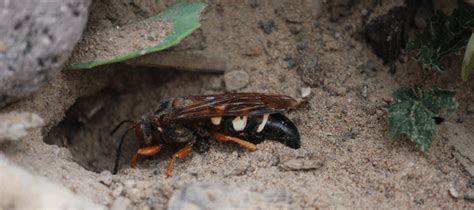 How To Identify Cicada Killer Wasps In Texas Abc Blog