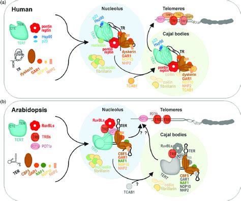 Comparative Model Of Telomerase Assembly In Human And Arabidopsis A Download Scientific