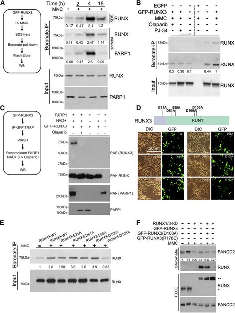 DNA Damage Dependent RUNX PARylation Facilitates FANCD Recruitment Download Scientific Diagram